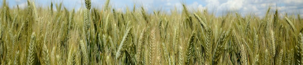 Productores de Triticales Campo de Tejada - Siembra de Triticales